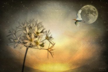 Quote about the Flower of the Little Prince - Poetry Grrrl